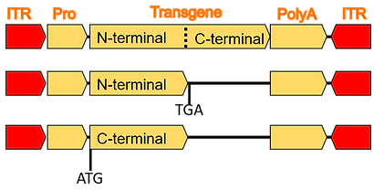 ssAAV, scAAV, and Packaging Capacity - AAVnerGene