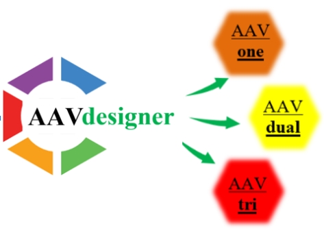 🎉 Exciting Update from AAVnerGene! Our Online AAVdesigner Platform Is ...