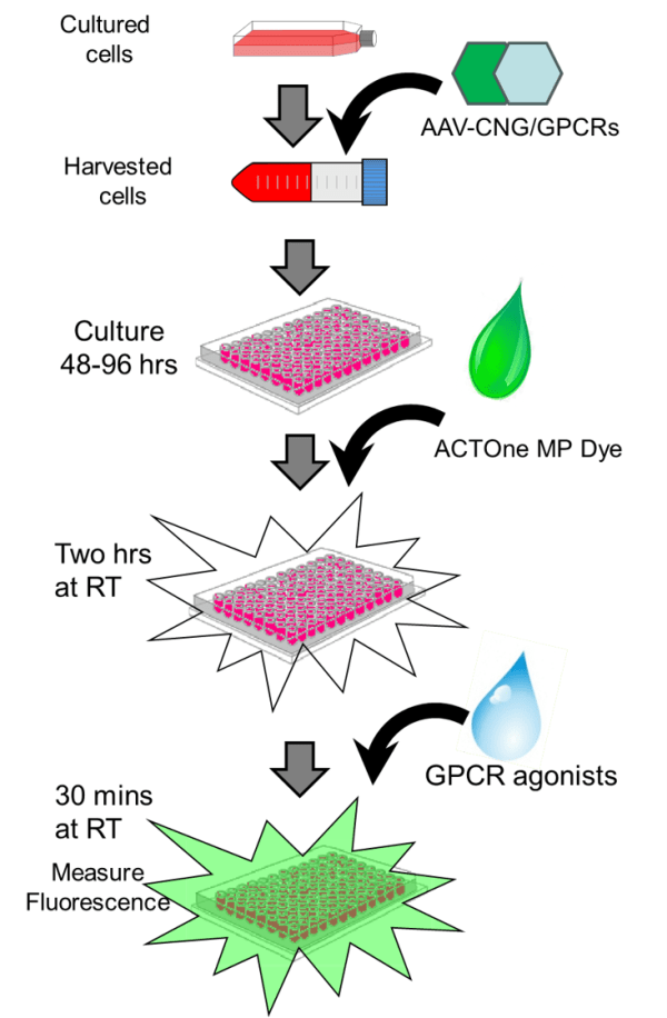 AAV ACTOne Gi-GPCR Assay Kit-CCR5 - AAVnerGene