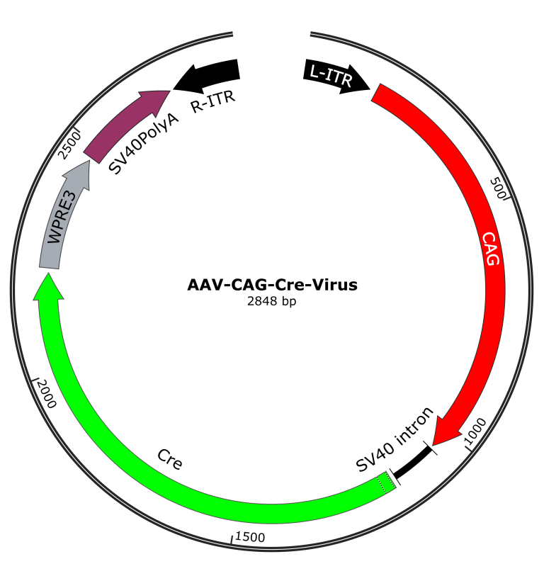 AAV-CAG-Cre – aavnergene.us