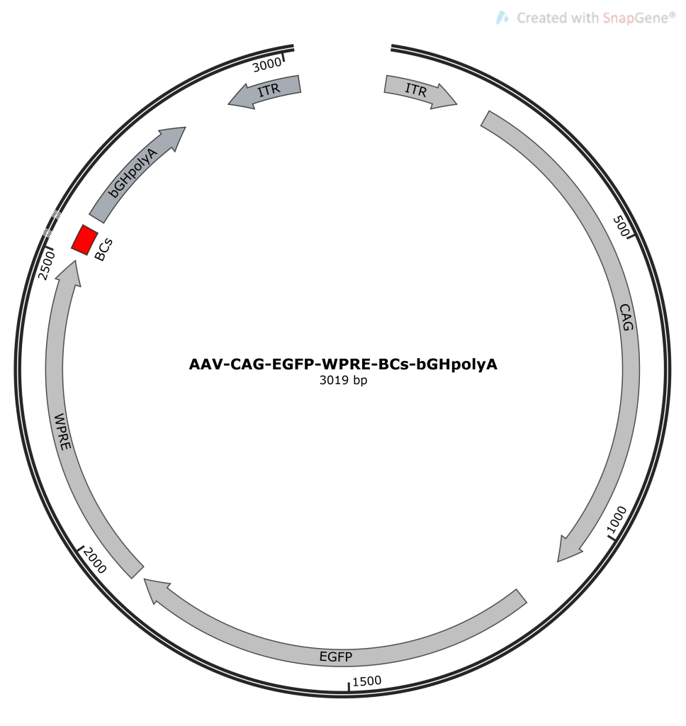 AAV Capsid Barcode Kit-Retina - AAVnerGene