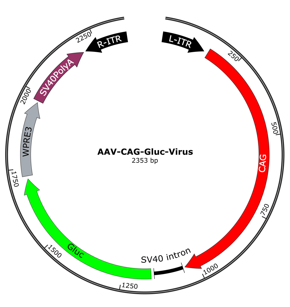 AAV-CAG-Gluc - AAVnerGene
