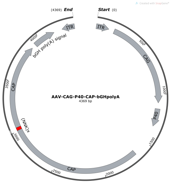 AAV9 Capsid Libraries - AAVnerGene