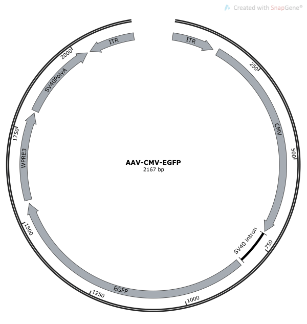 pAAVone-sc-AAV9-CMV-EGFP - AAVnerGene