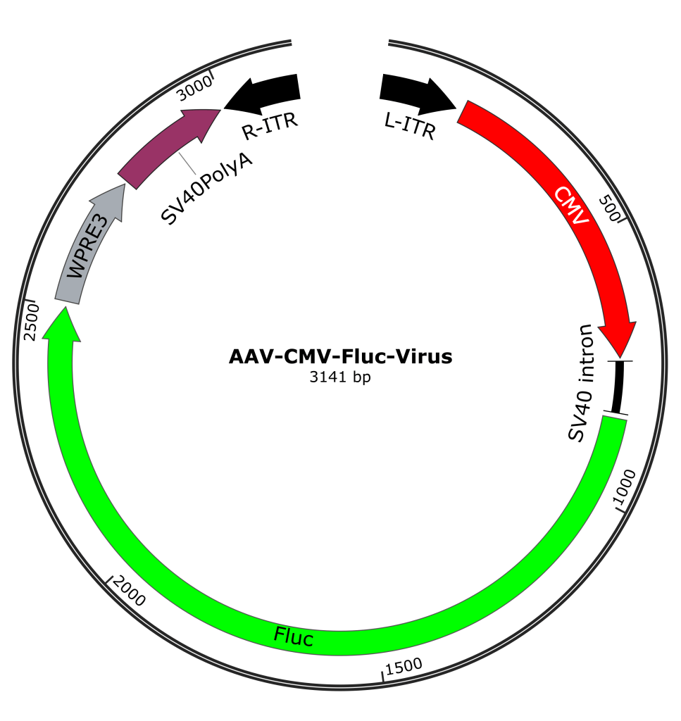 AAV-CMV-Fluc - AAVnerGene
