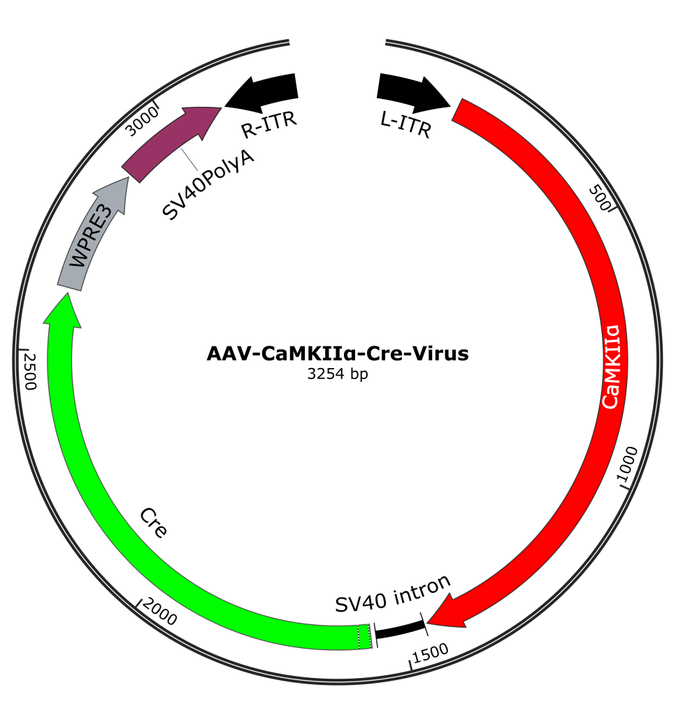 AAV-CaMKIIα-Cre - AAVnerGene