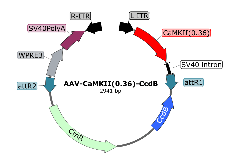 pAAVdual-CaMKIIα(0.36)-CcdB – aavnergene.us