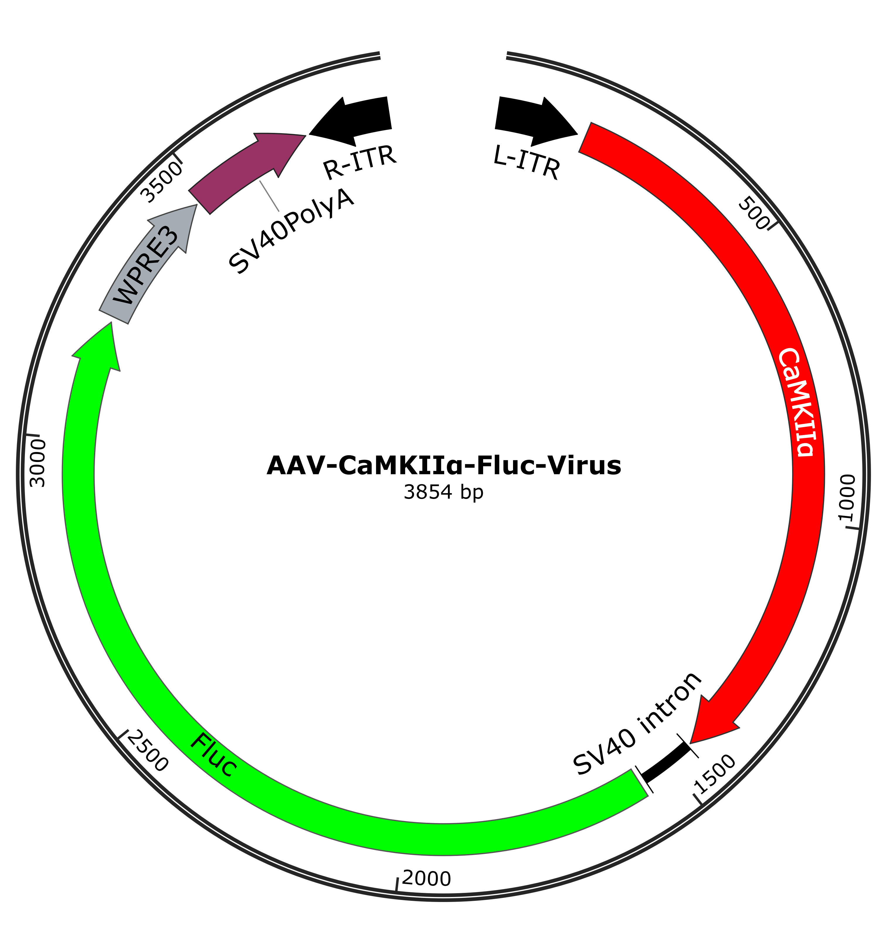 AAV-CaMKIIα-Fluc – aavnergene.us