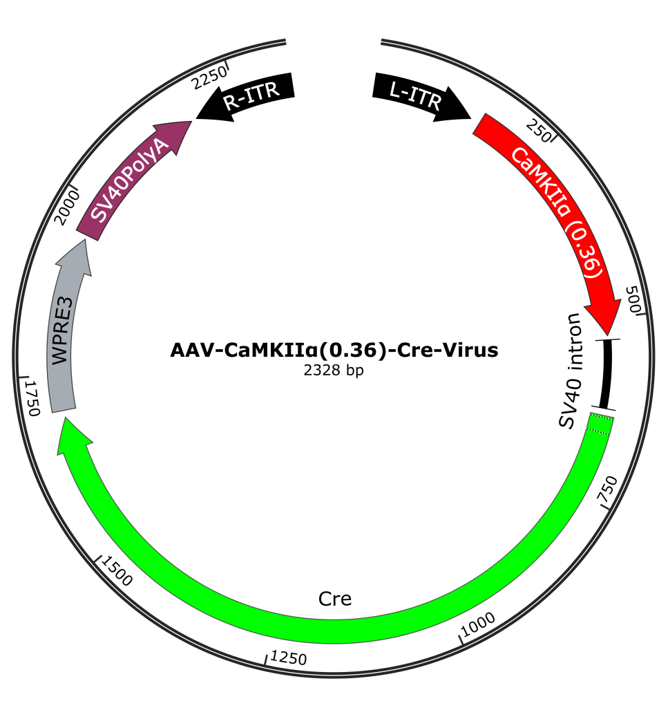 AAV-CaMKIIα(0.36)-Cre - AAVnerGene