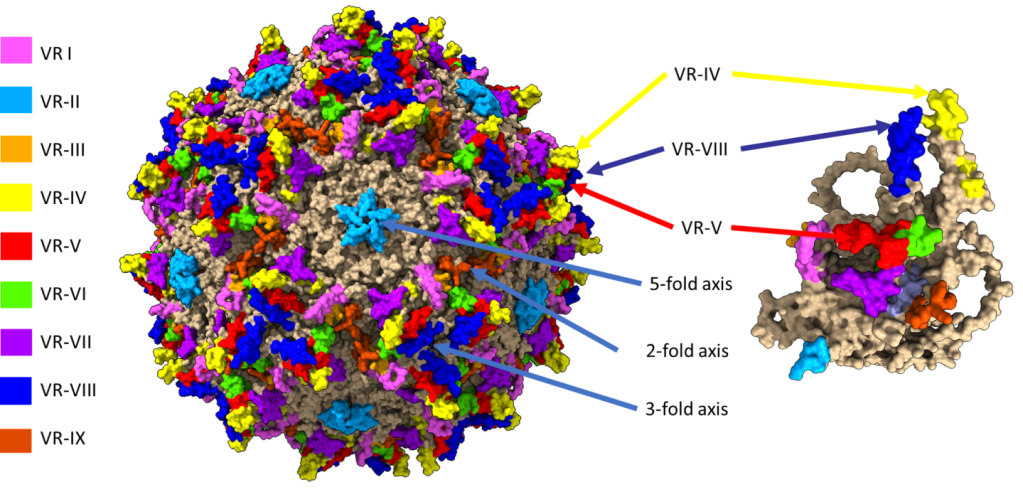ATHENA-II Capsid Evolution Platform_AAVnerGene