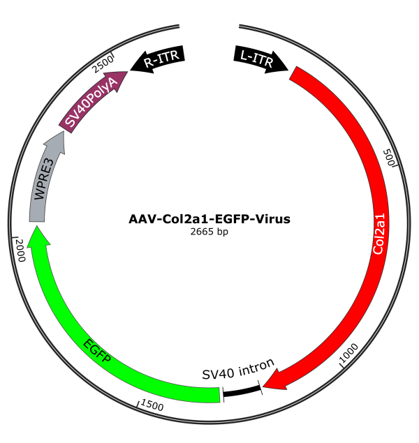 AAV-Col2a1-EGFP - AAVnerGene