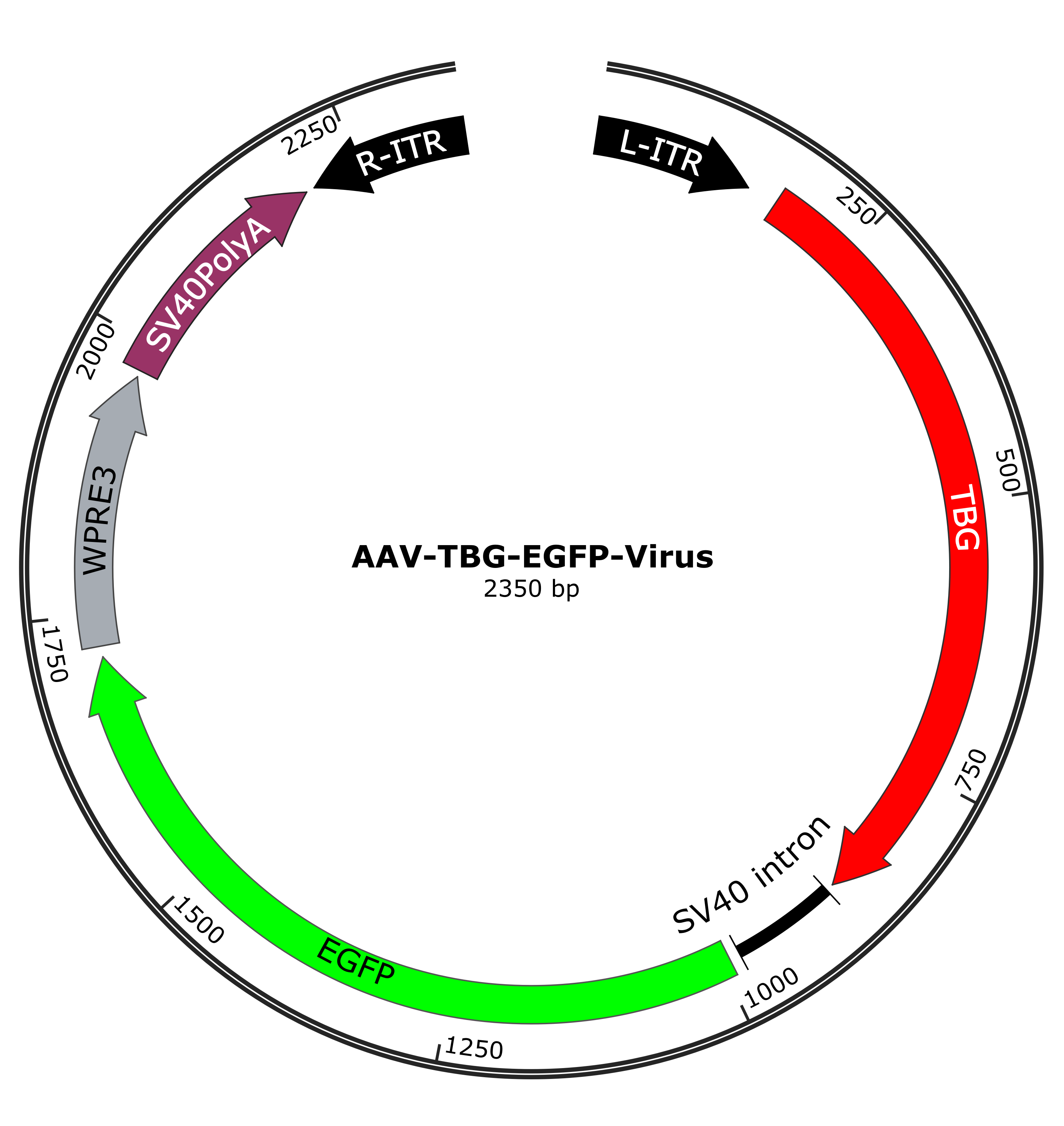 AAV-TBG-EGFP – aavnergene.us