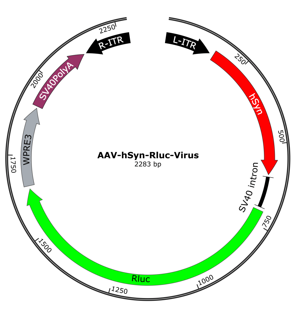 AAV-hSyn-Rluc – aavnergene.us