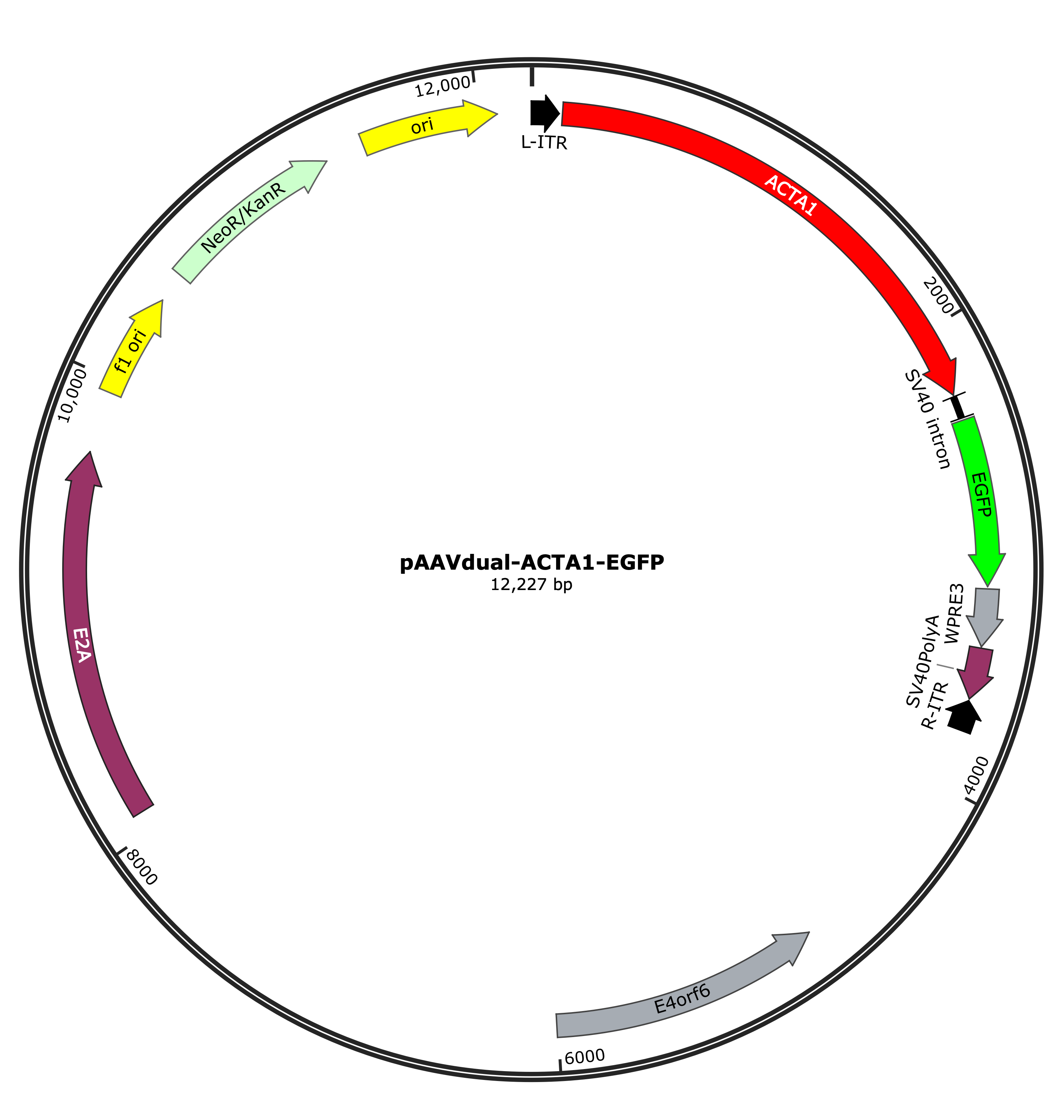 pAAVdual-ACTA1-EGFP – aavnergene.us