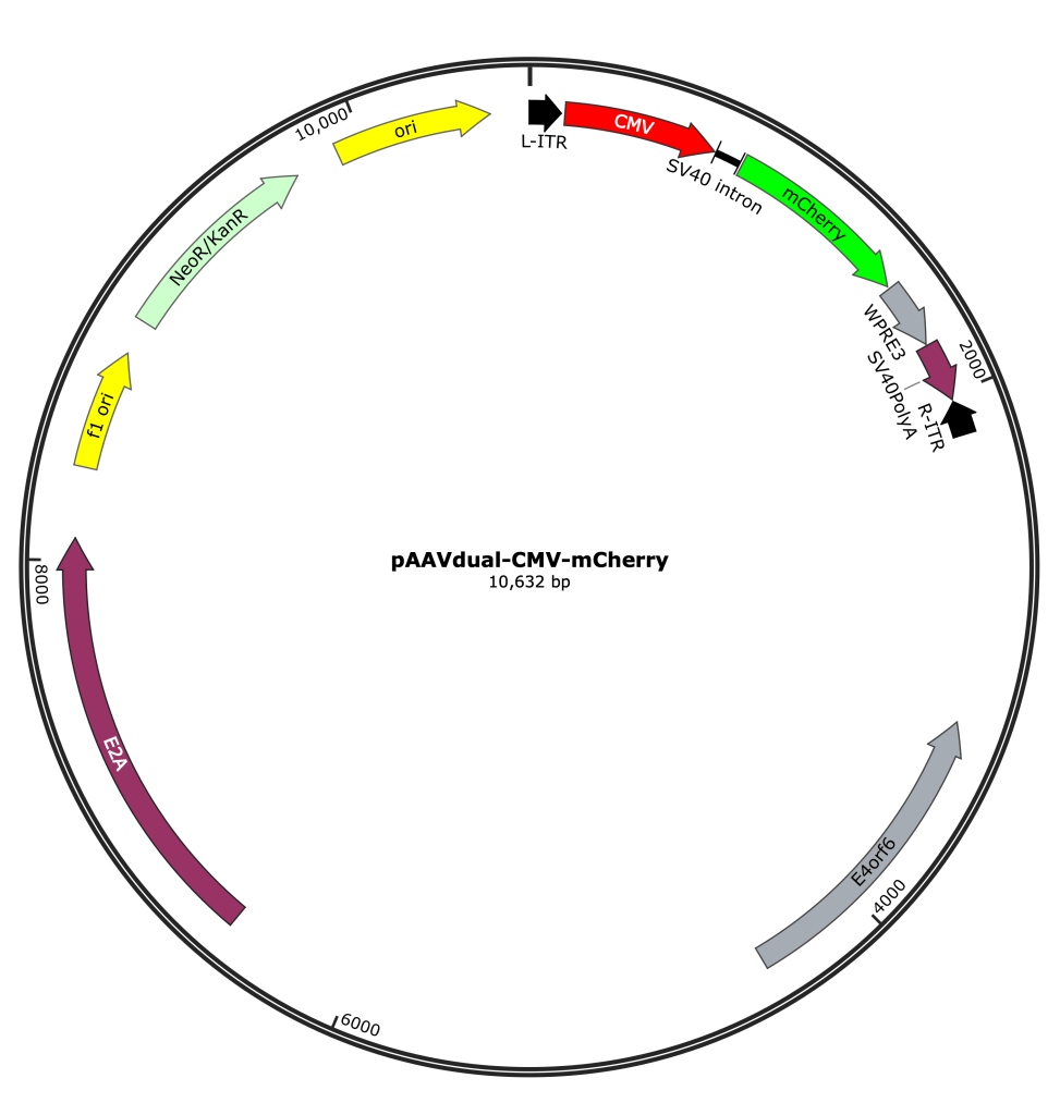 pAAVdual-CMV-mCherry - AAVnerGene