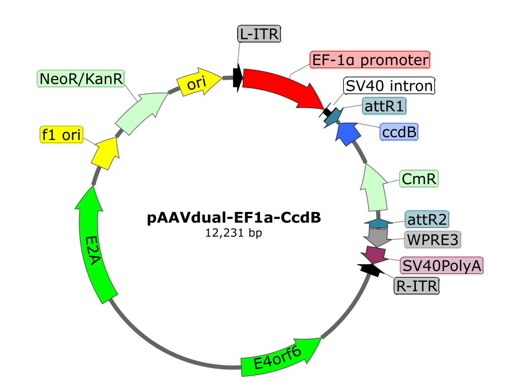 pAAVdual-EF1a-CcdB - AAVnerGene