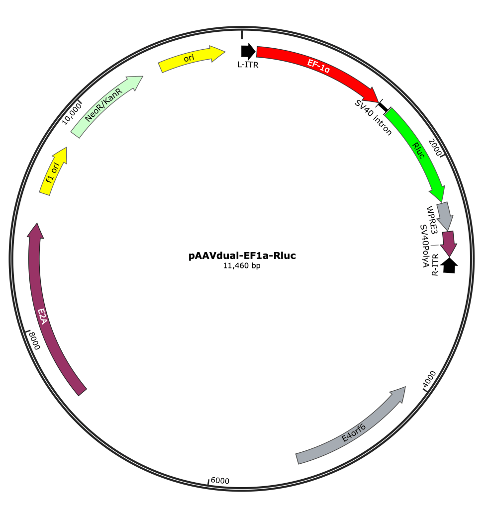 pAAVdual-EF1a-Rluc - AAVnerGene