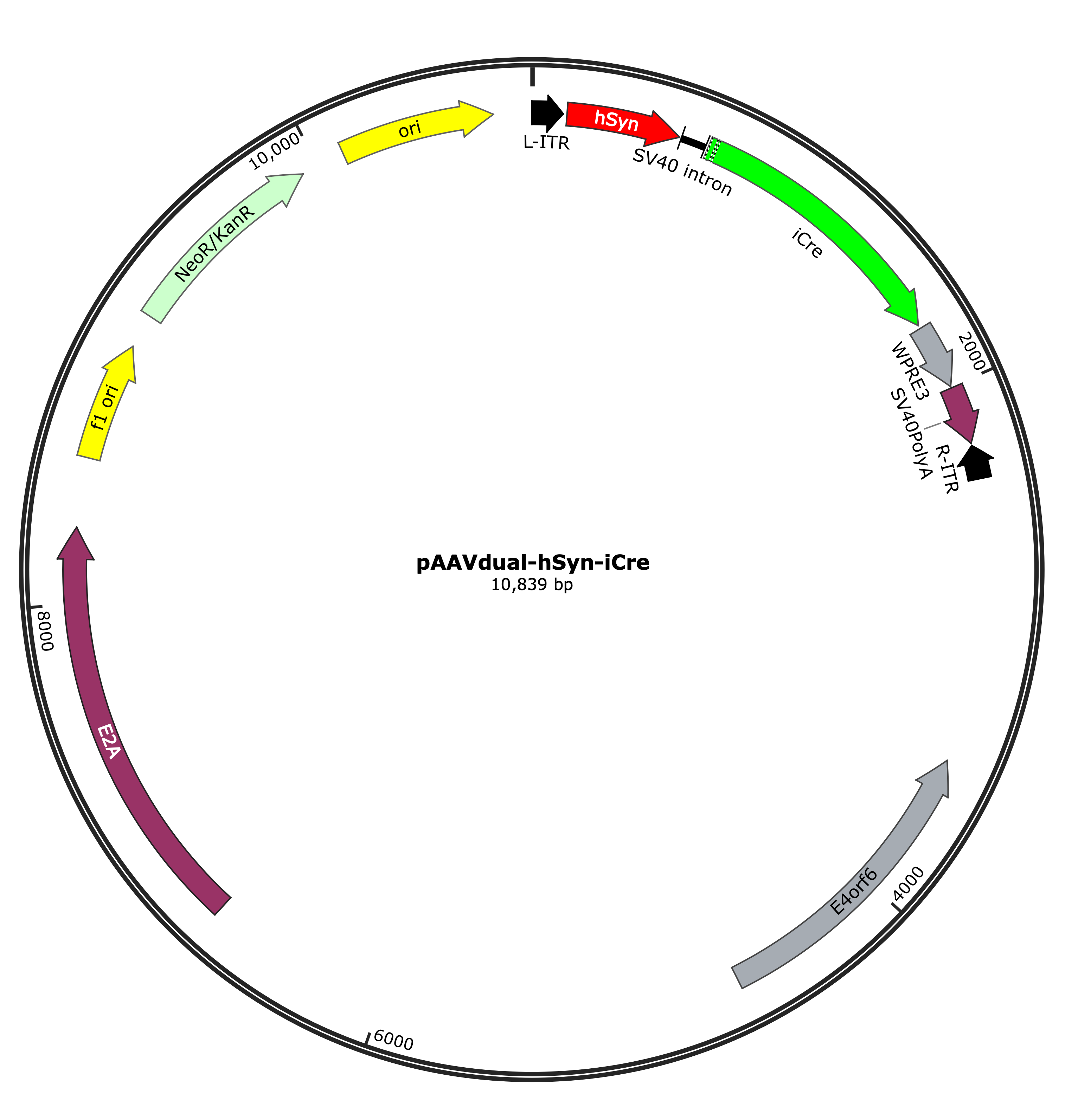 pAAVdual-hSyn-iCre - AAVnerGene