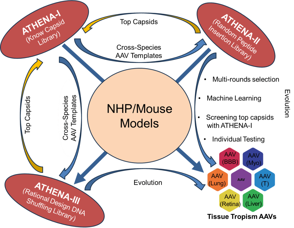AAV Capsid Platform_AAVnerGene