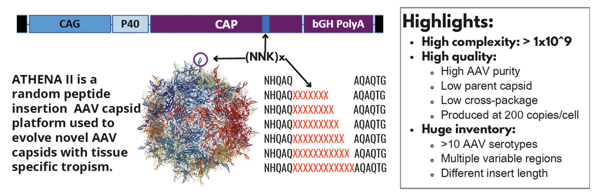 AAV Library Construction/Production_AAV Services_AAVnerGene