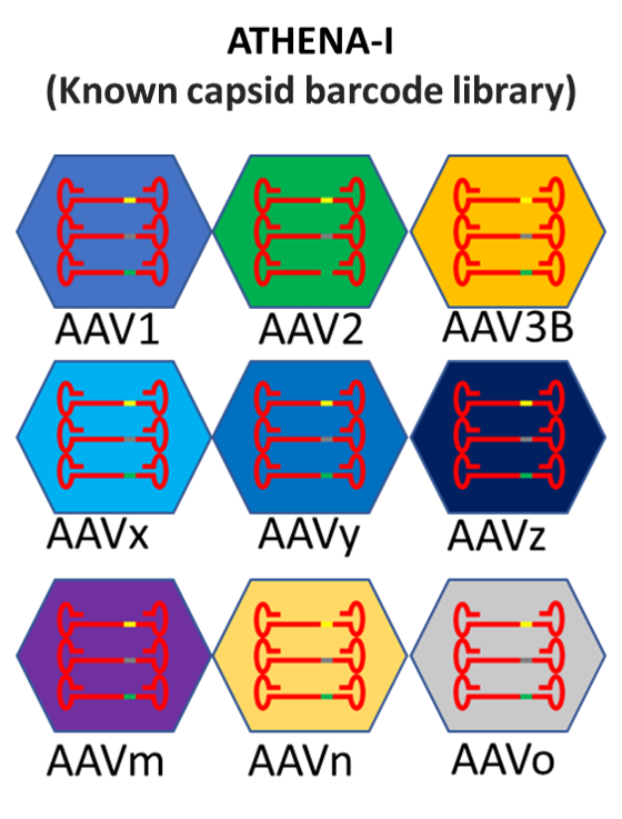 AAV Capsids_AAVnerGene