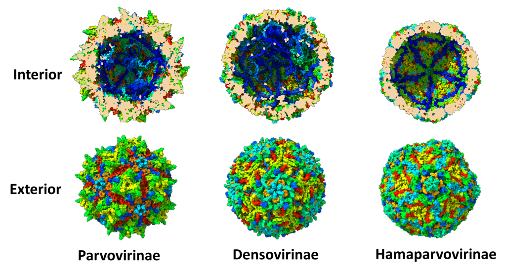 AAV Capsids_AAVnerGene