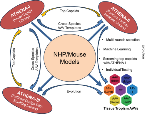 Our Specialization - AAVnerGene